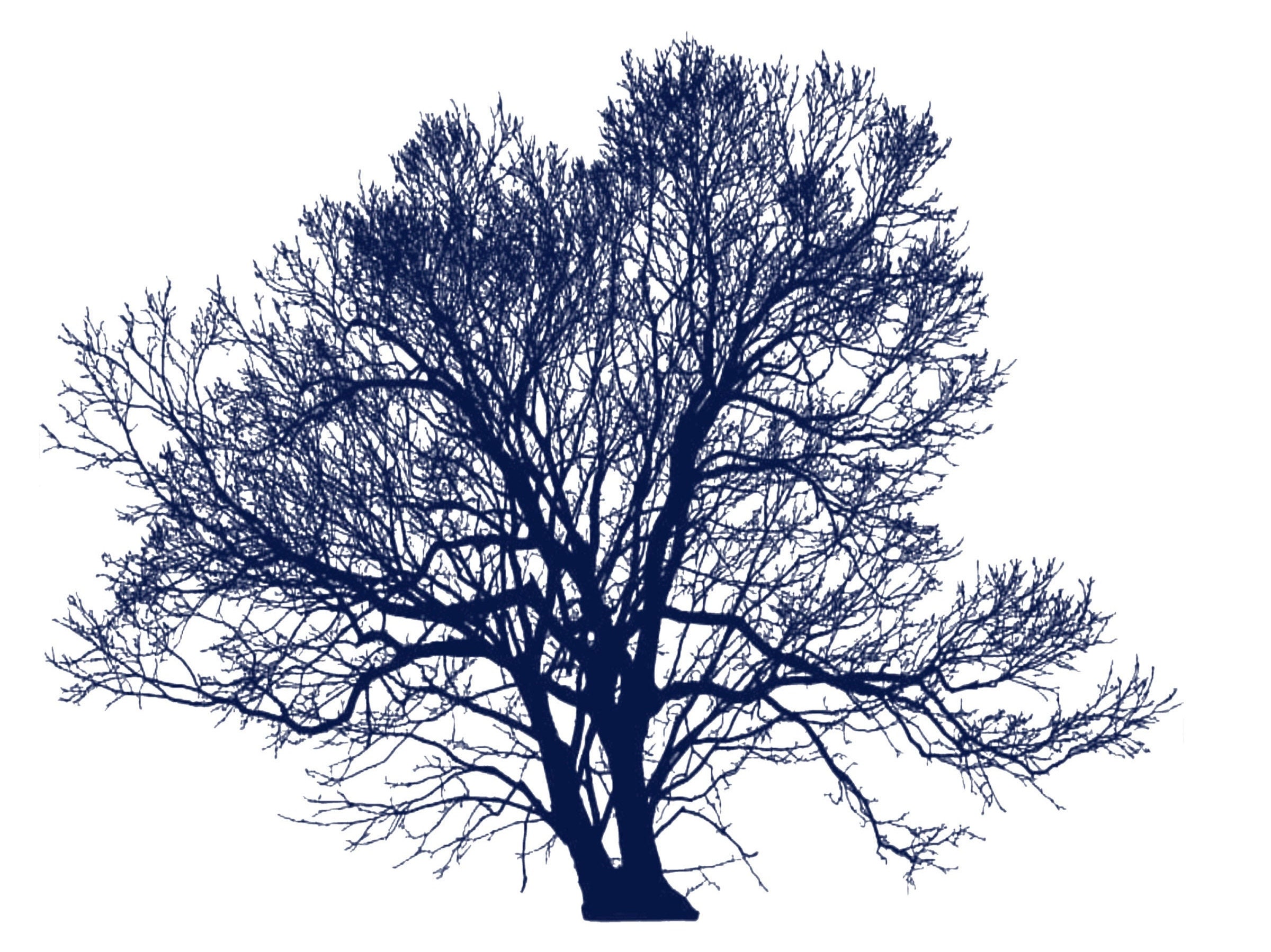 Procreate Winter Tree Brushes, Stamps, Procreate Tree Stamps, Tree Silhouette Stamps, Procreate ...