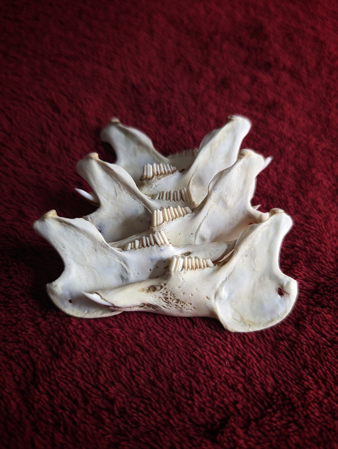 HARE JAW BONES pair : Real Bones, Snake Bones, Witchcraft Supplies ...