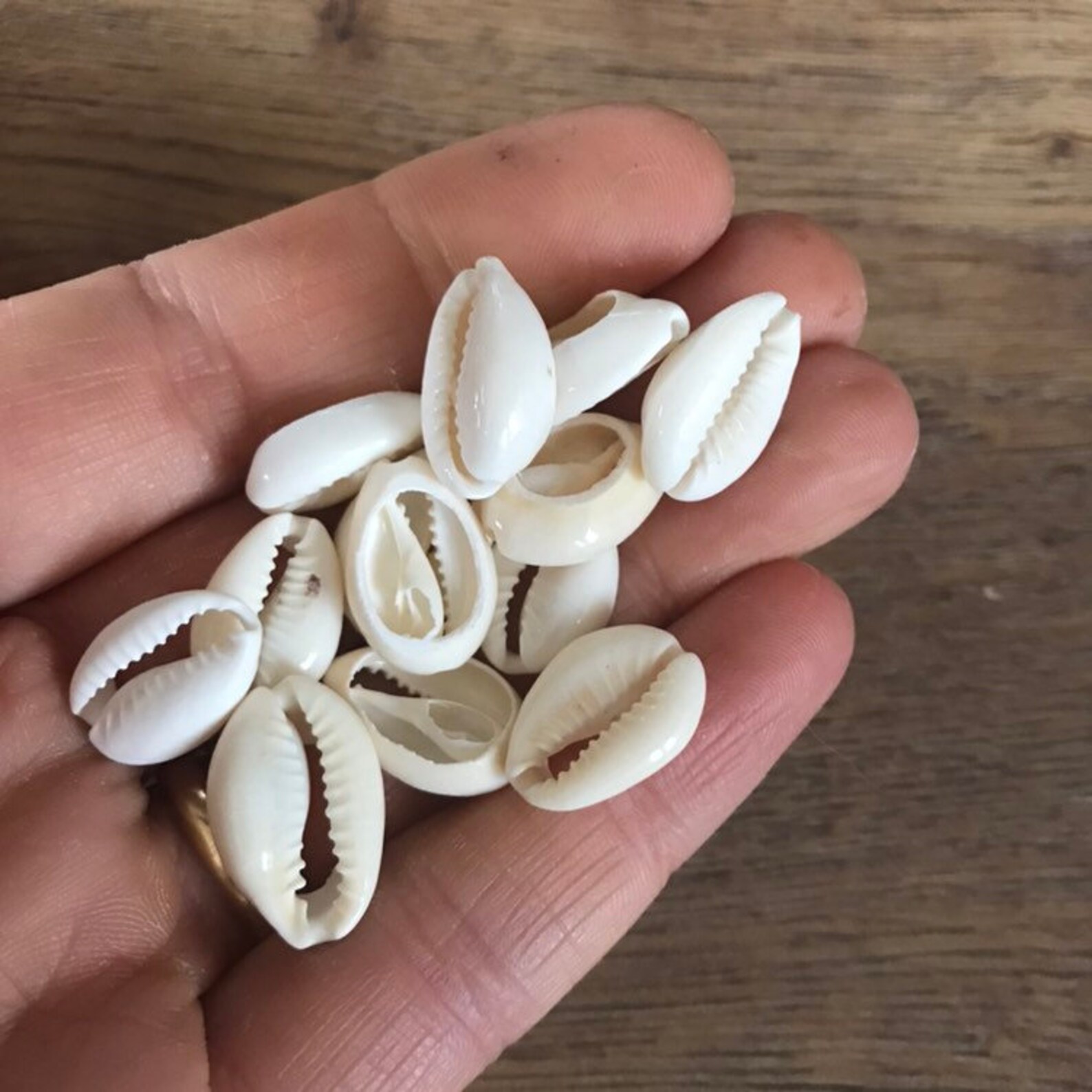 50 X Large Cowrie Shells Sliced Puka Shells Cowrie Shells - Etsy