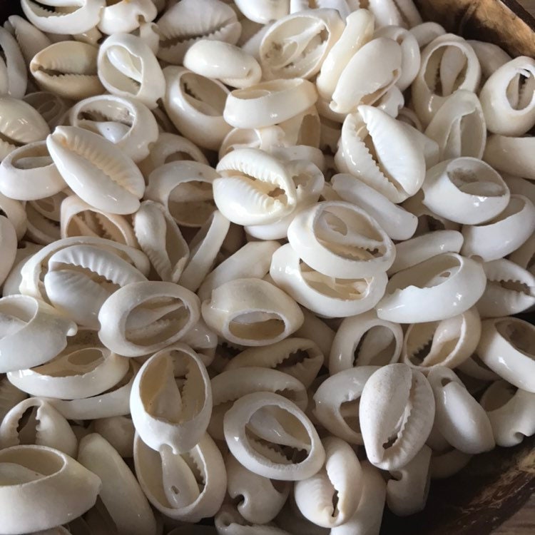 500g Large Cowrie Shells Sliced Puka Shells White Cream Sea - Etsy