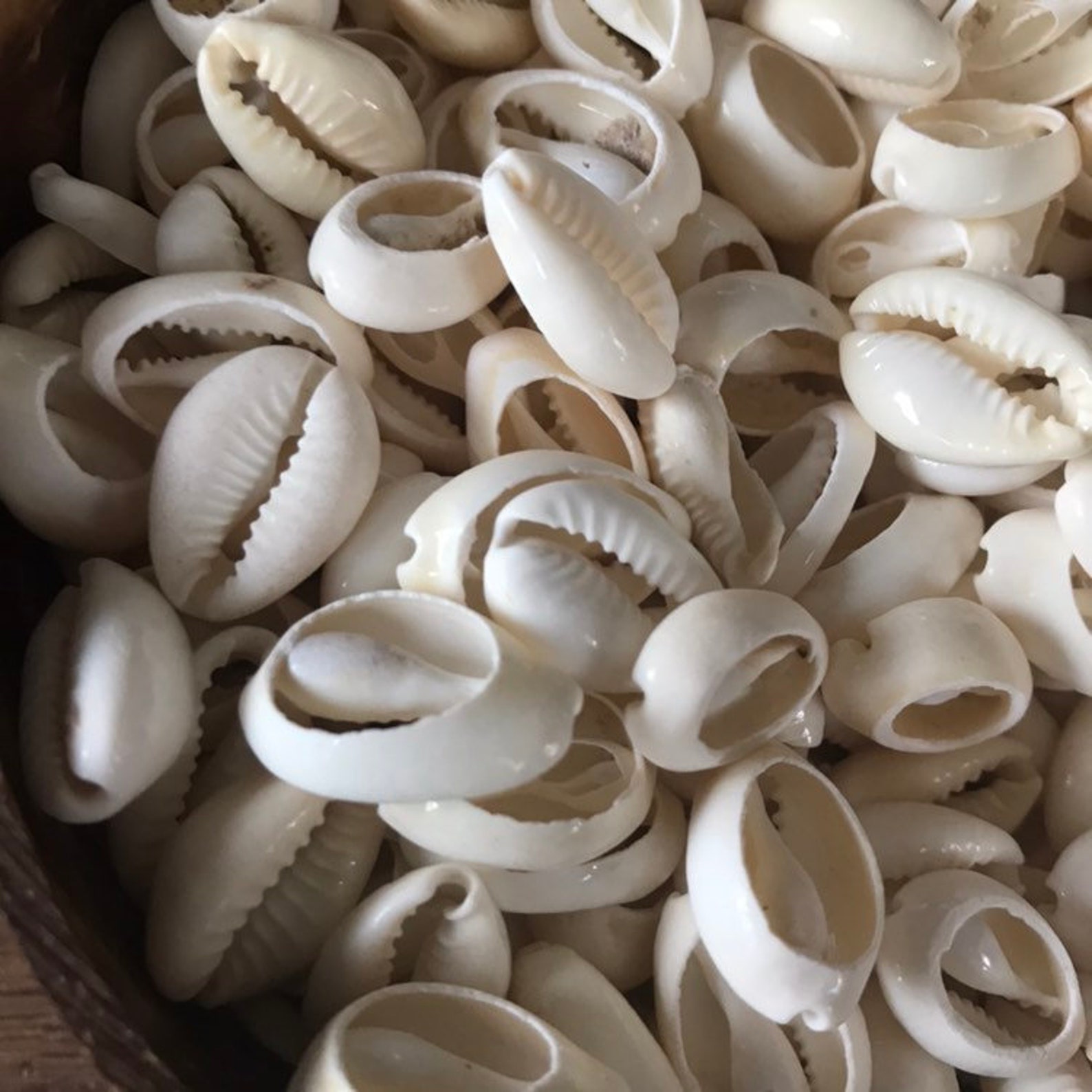 50 X Large Cowrie Shells Sliced Puka Shells Cowrie Shells - Etsy