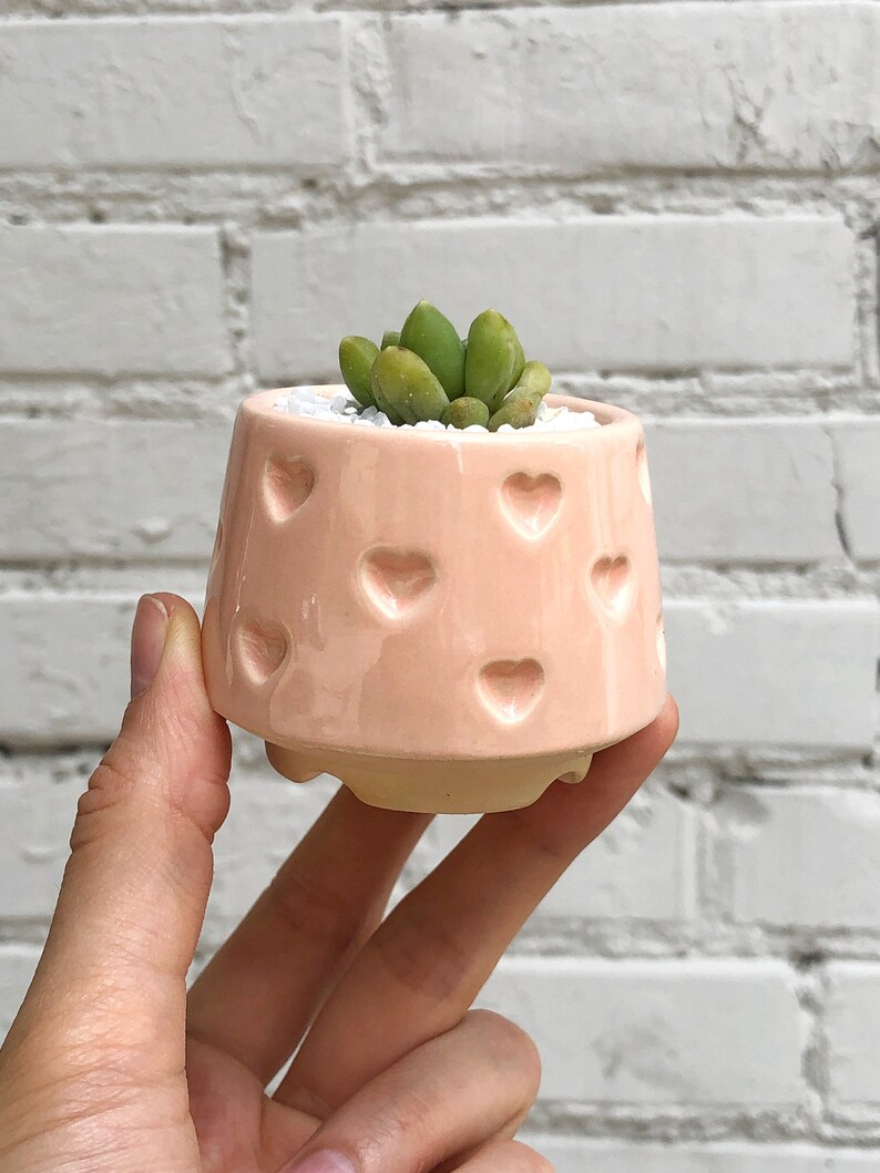 Turquoise small Succulent pot with hearts Succulent | Etsy