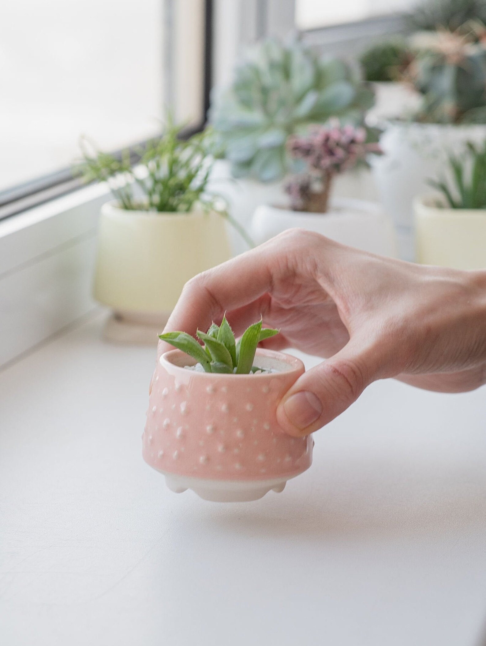 Pink Bubble Succulent Pot Mini Plant Planter Pretty Cactus - Etsy