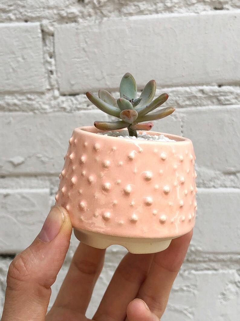 Pink Bubble succulent pot Mini plant planter Pretty cactus | Etsy