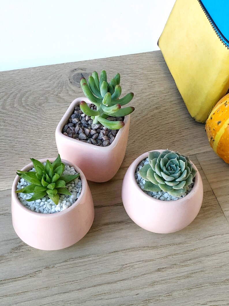 Rose Pink Small Plant Pot M size Set of 3 Ceramic | Etsy