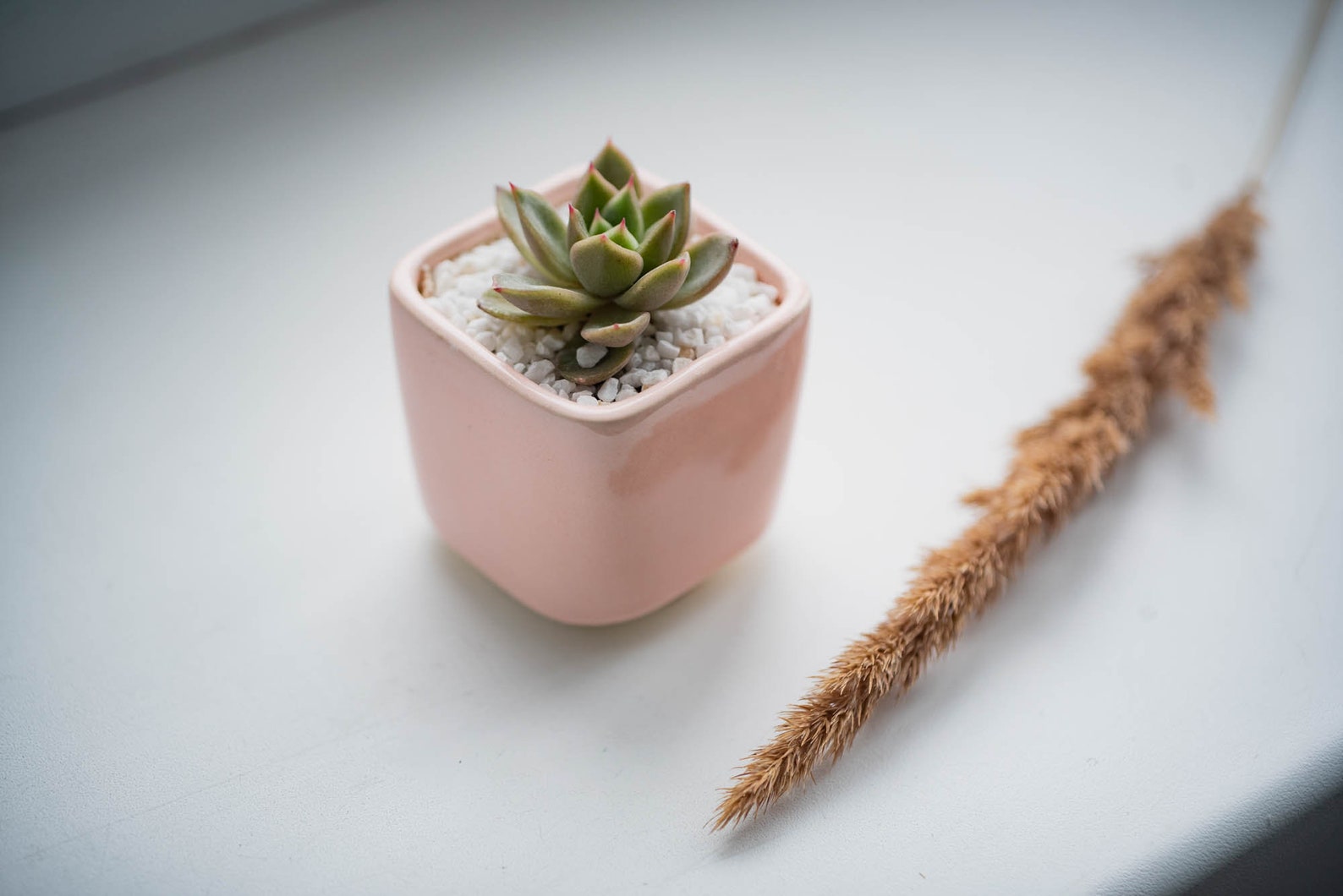 Rose Pink Small Plant Pot M Size Set of 3 Ceramic - Etsy