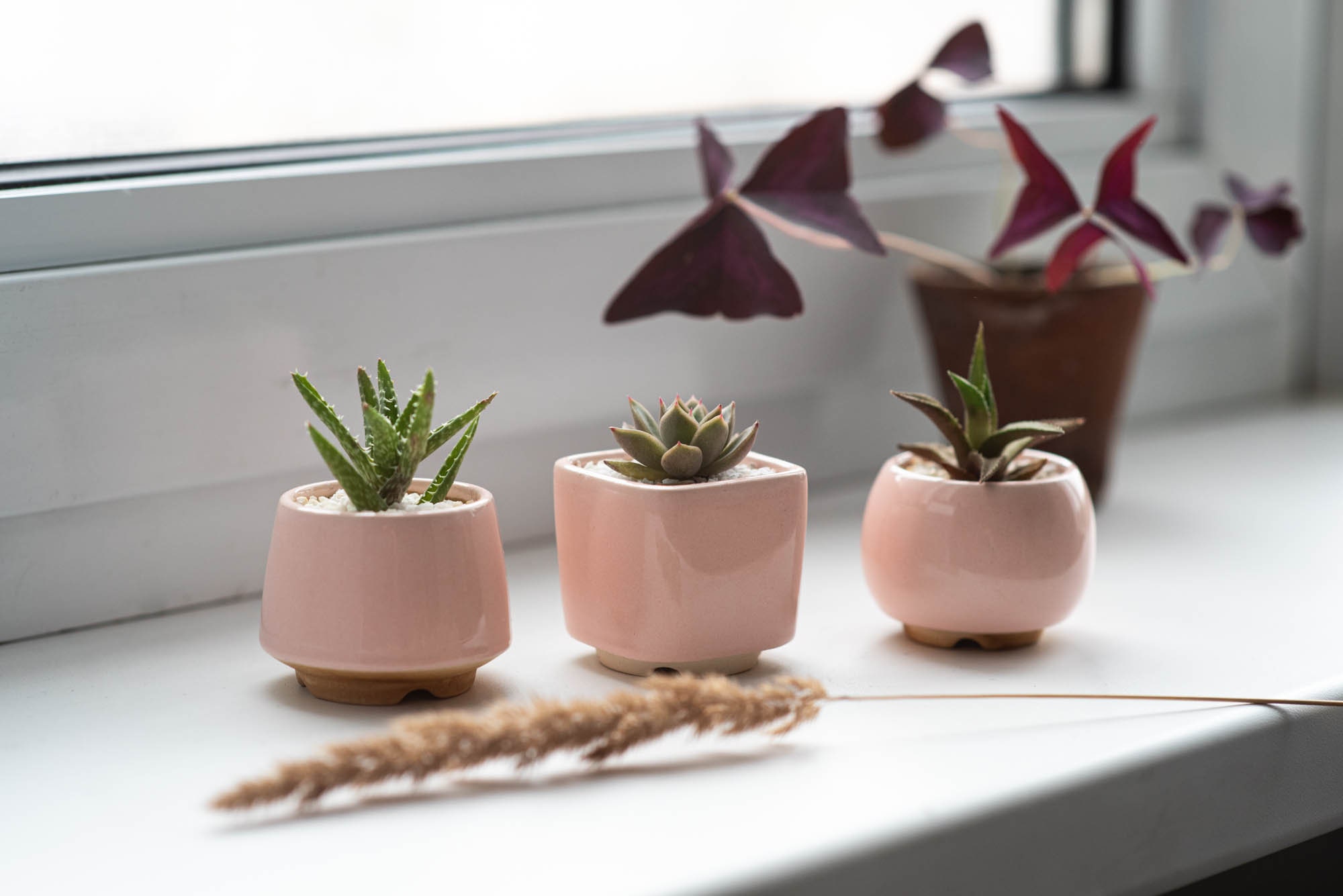 Rose Pink Small Plant Pot M size Set of 3 Ceramic | Etsy