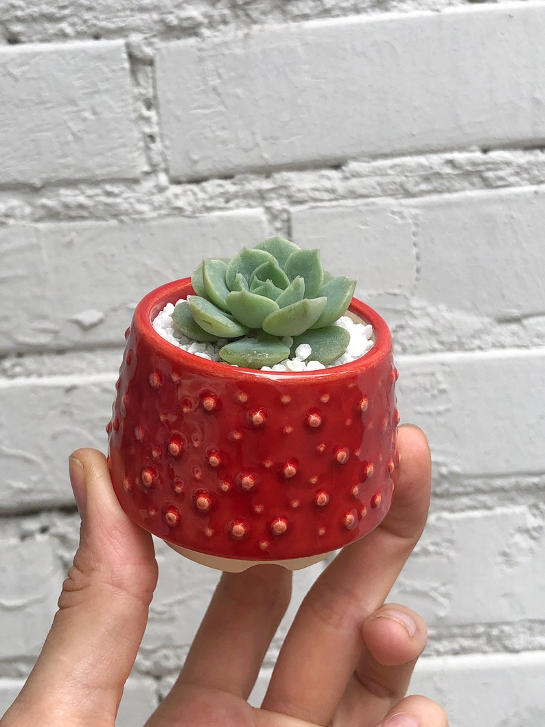 Pink Bubble succulent pot Mini plant planter Pretty cactus | Etsy