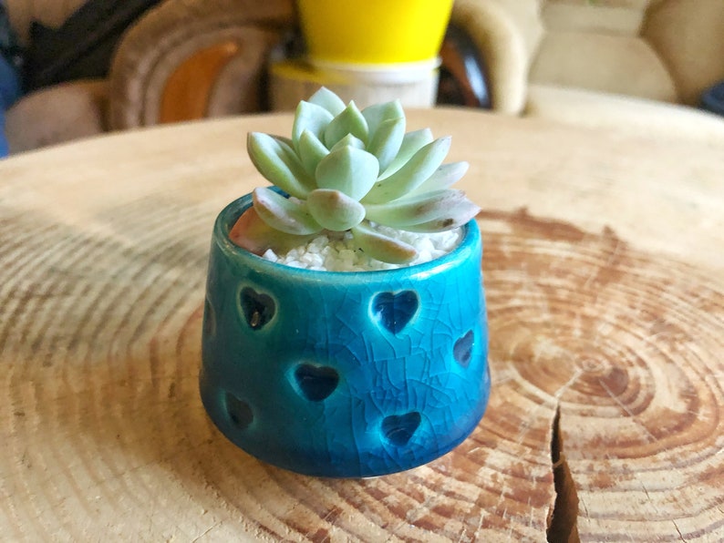 Turquoise small Succulent pot with hearts Succulent | Etsy