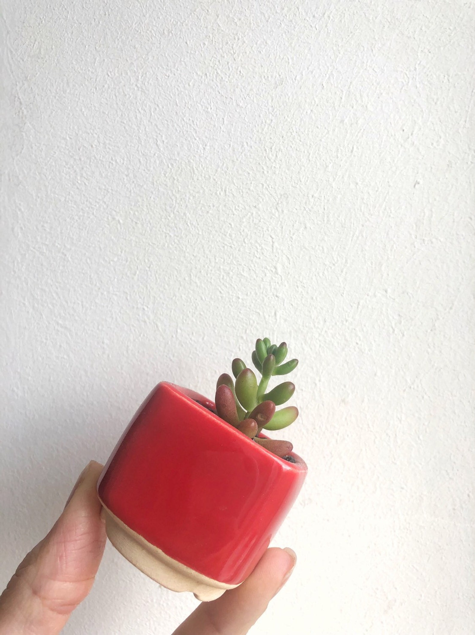 Quadro Mini Plant Pot Classic Color Set Red White Black - Etsy