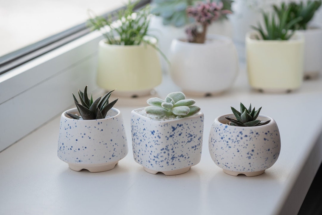 White and Blue Succulent Pot M Size, Ceramic Planter for Succulent ...