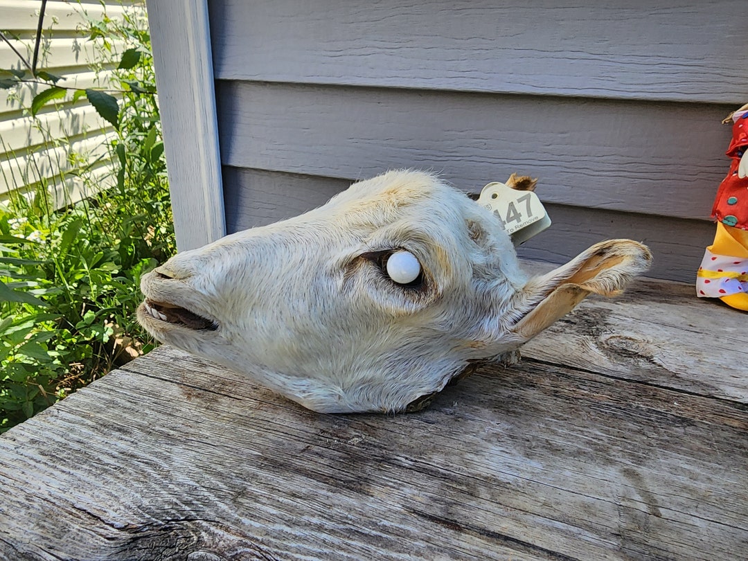 Boar Goat Ram Sheep Head Mummified Freeze Dried Wet Specimen With Jar ...
