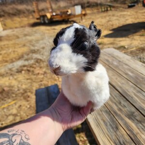 Shoulder Mount Rabbit Bunnies Bunny Taxidermy Oddities - Etsy
