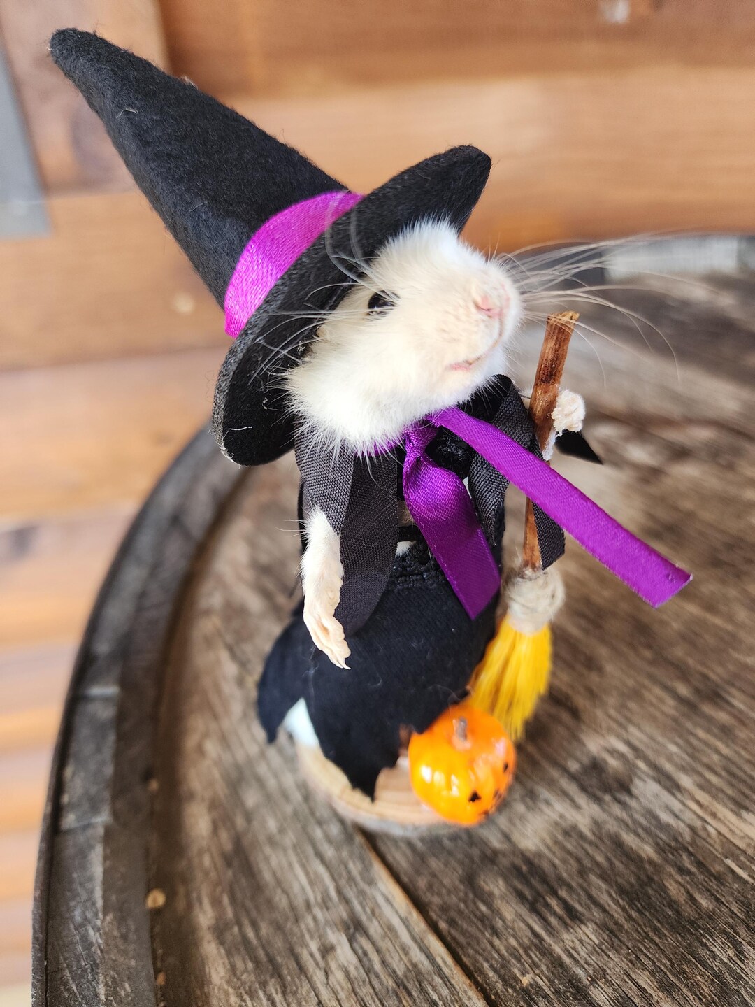 Baby Rat Mount Racoon Opossum Taxidermy Mount Obscure Oddities Chipmunk ...