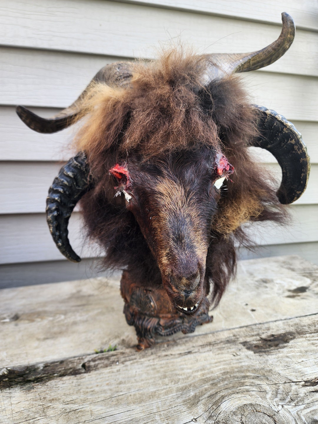 Demon 4 Horn Jacobs Ram Sheep Lamb Goat Taxidermy Mount Four - Etsy