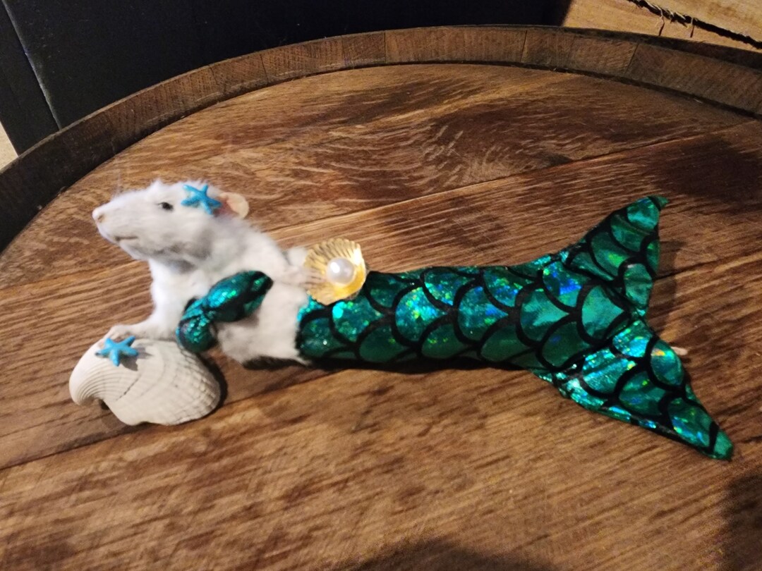 Baby Rat Mount Racoon Opossum Taxidermy Mount Obscure Oddities Chipmunk ...