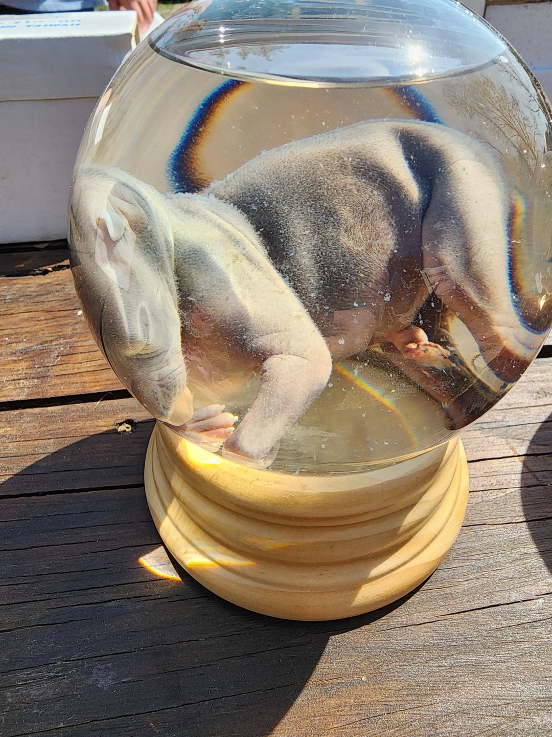 GLOBE Wet Specimen Baby Coyote Fetal Fetus Pup Taxidermy Mount Formalin ...