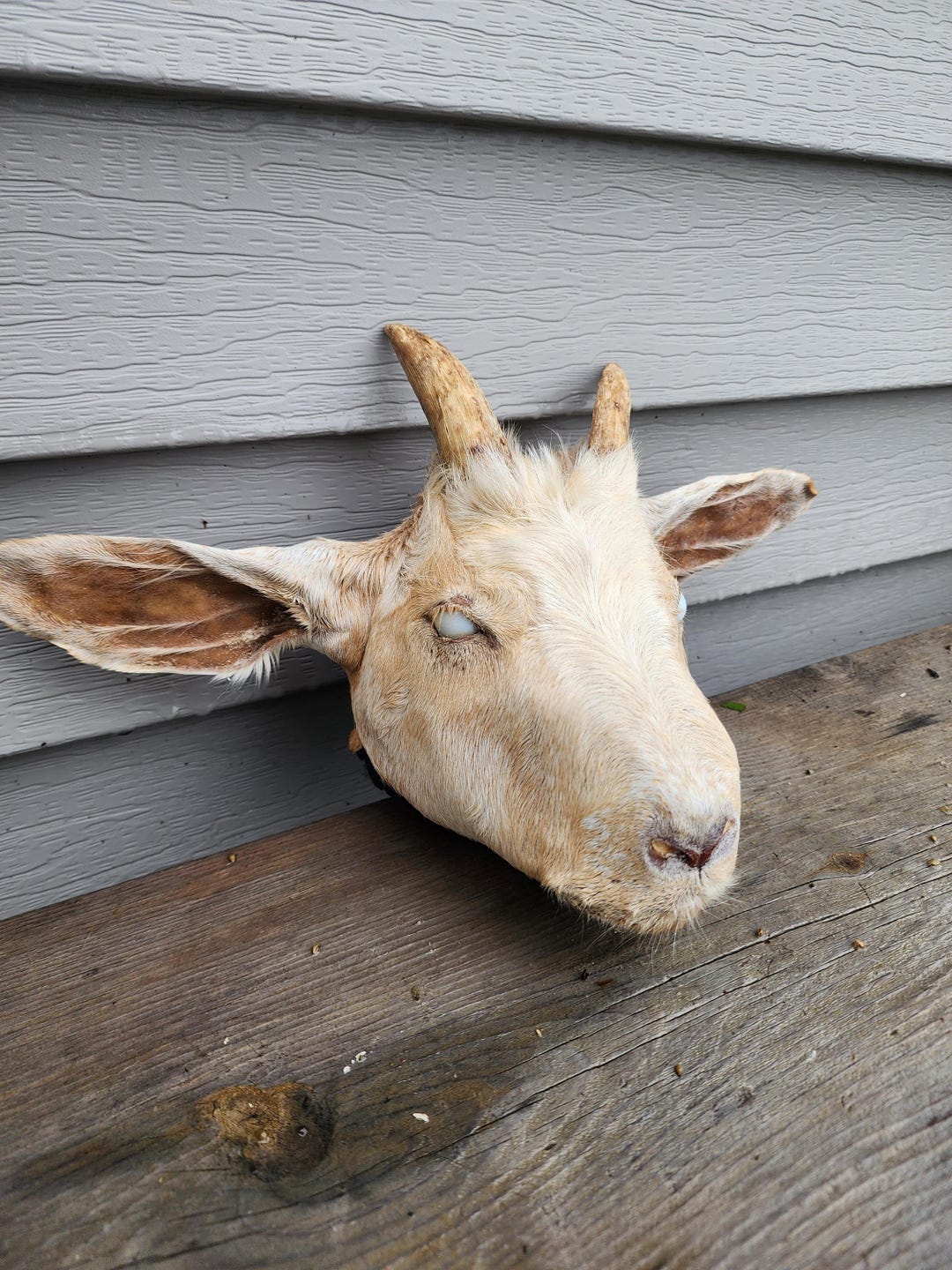 Taxidermied Taxidermy Pygmy Goat Mount Goat Ram Head Lamb Sheep - Etsy
