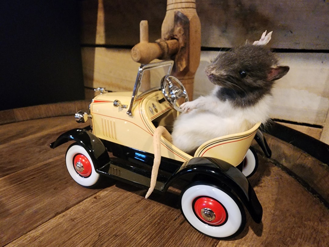 Baby Rat Mount Racoon Opossum Taxidermy Mount Obscure Oddities Chipmunk ...