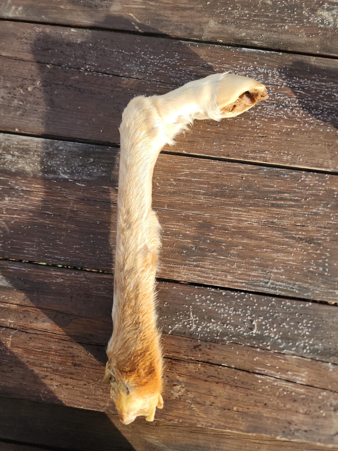 Baby Horse Leg Mummified Sheep Ram Goat Taxidermy Mount Oddities - Etsy