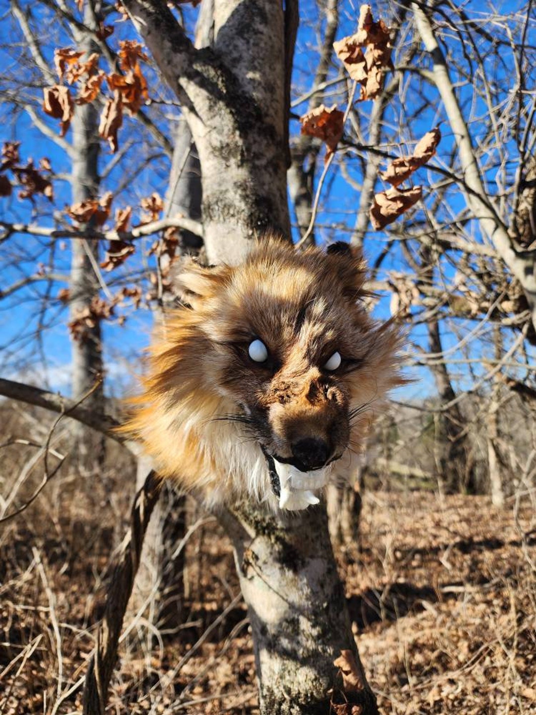 Zombie Fox Mount Bobcat Fox Squirrel Specimen Taxidermy Mount - Etsy
