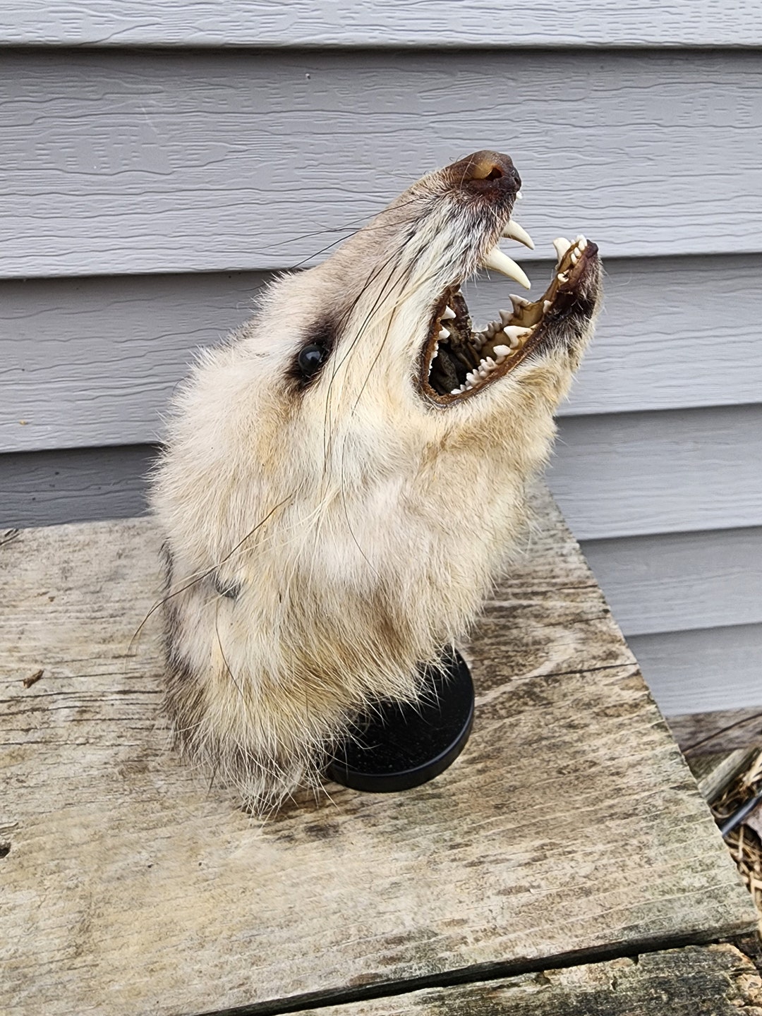 Mummified Possum Opossum Head Taxidermy Mount Formalin Fixed - Etsy