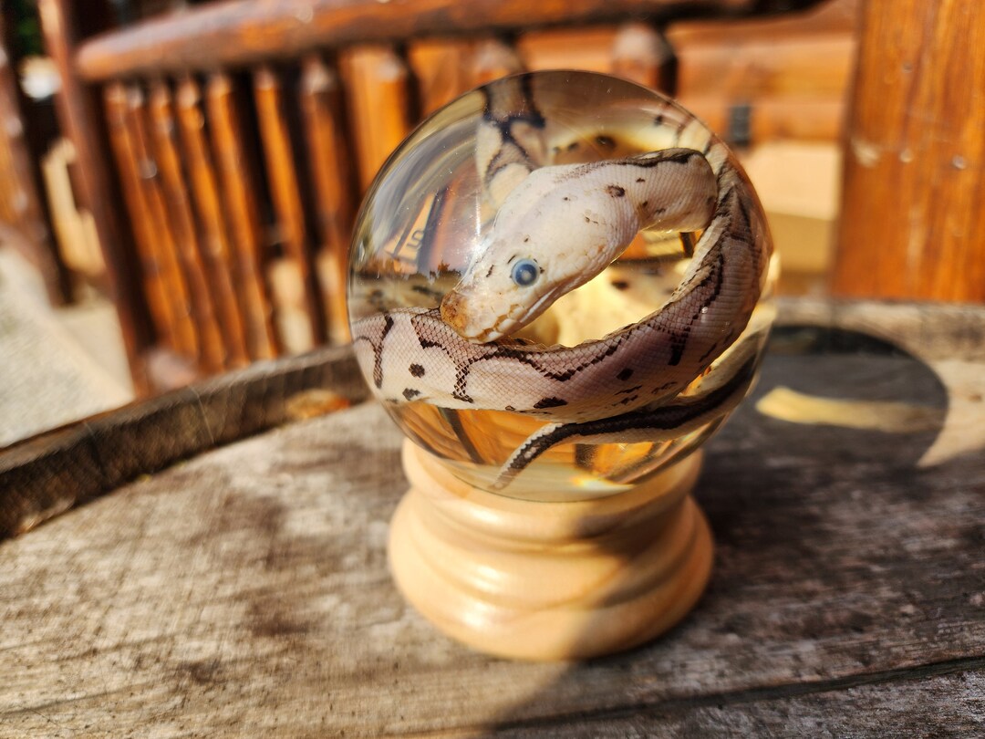 GLOBE Wet Specimen Morph Ball Python Taxidermy Mount Formalin Fixed ...