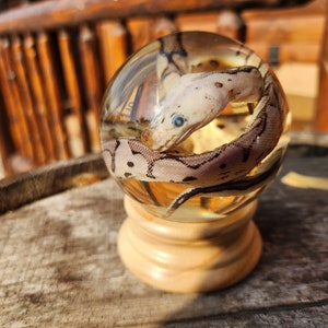GLOBE Wet Specimen Morph Ball Python Taxidermy Mount Formalin Fixed ...