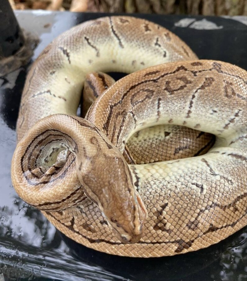 Wet specimen ball python snake taxidermy mount formalin fixed | Etsy