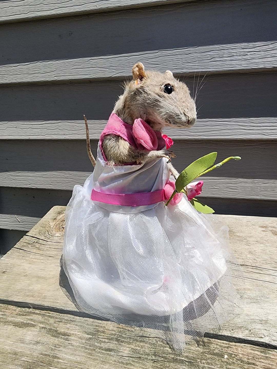 Rat Mount Racoon Opossum Taxidermy Mount Obscure Oddities - Etsy