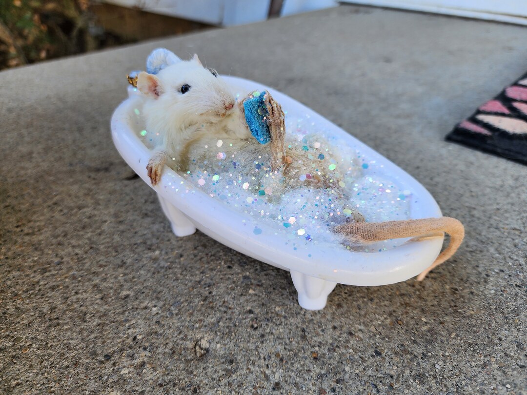 Baby Rat Mount Racoon Opossum Taxidermy Mount Obscure Oddities - Etsy