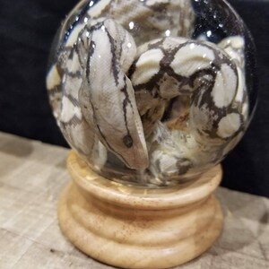 GLOBE Wet Specimen Baby Retic Python Taxidermy Mount Formalin Fixed ...