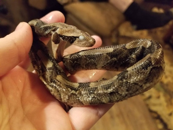 Home & Living Wet specimen ivory ball python snake taxidermy mount ...