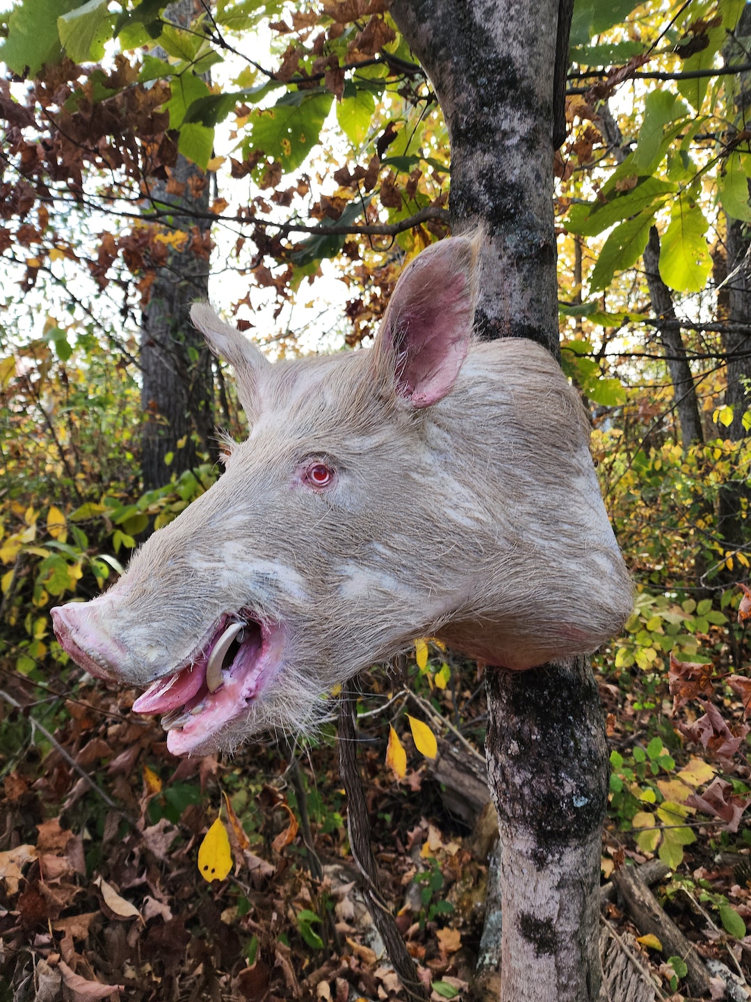 RARE Albino Wild Boar Hog Pig Taxidermy Shoulder Mount - Etsy