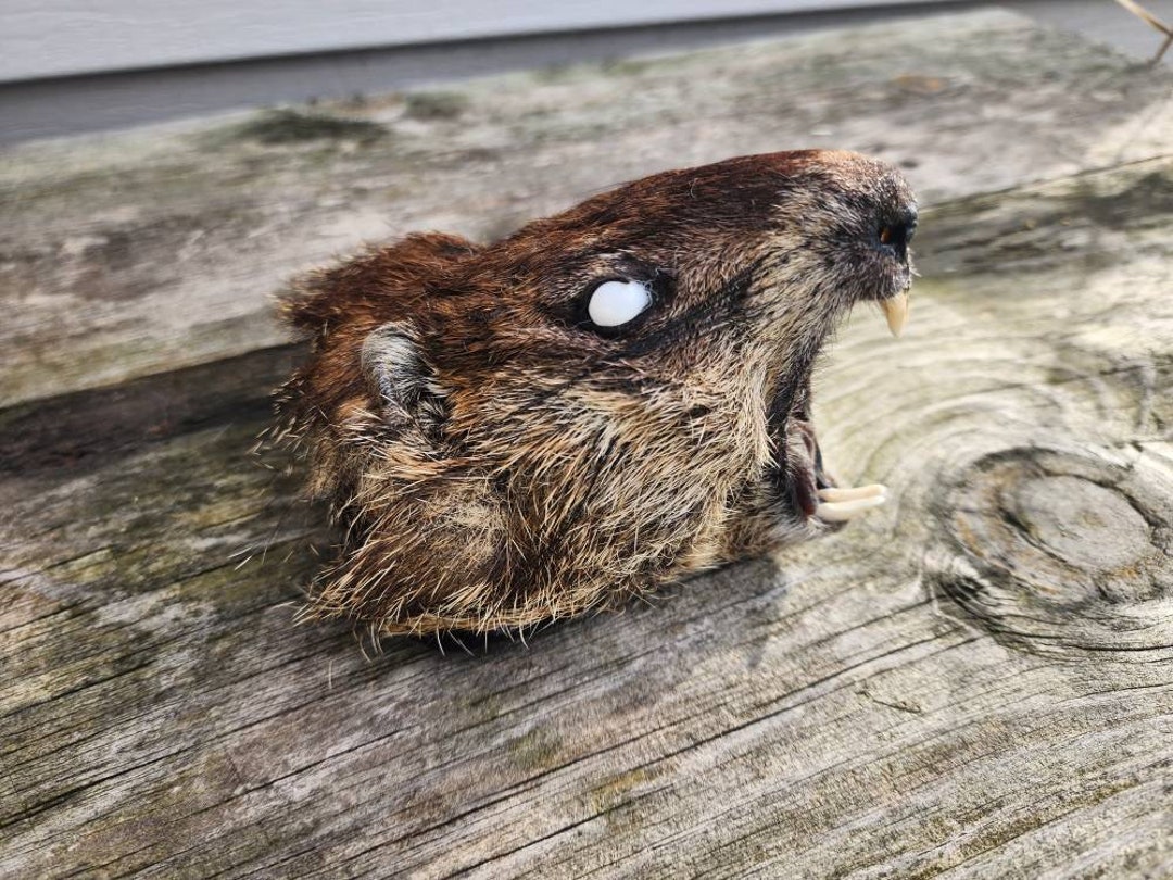 Groundhog Mummified Freeze Dried Wet Specimen With Jar - Etsy