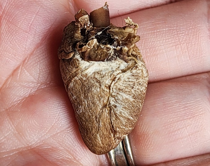 Possum Heart Mummified Freeze Dried Wet Specimen With Jar Taxidermy ...