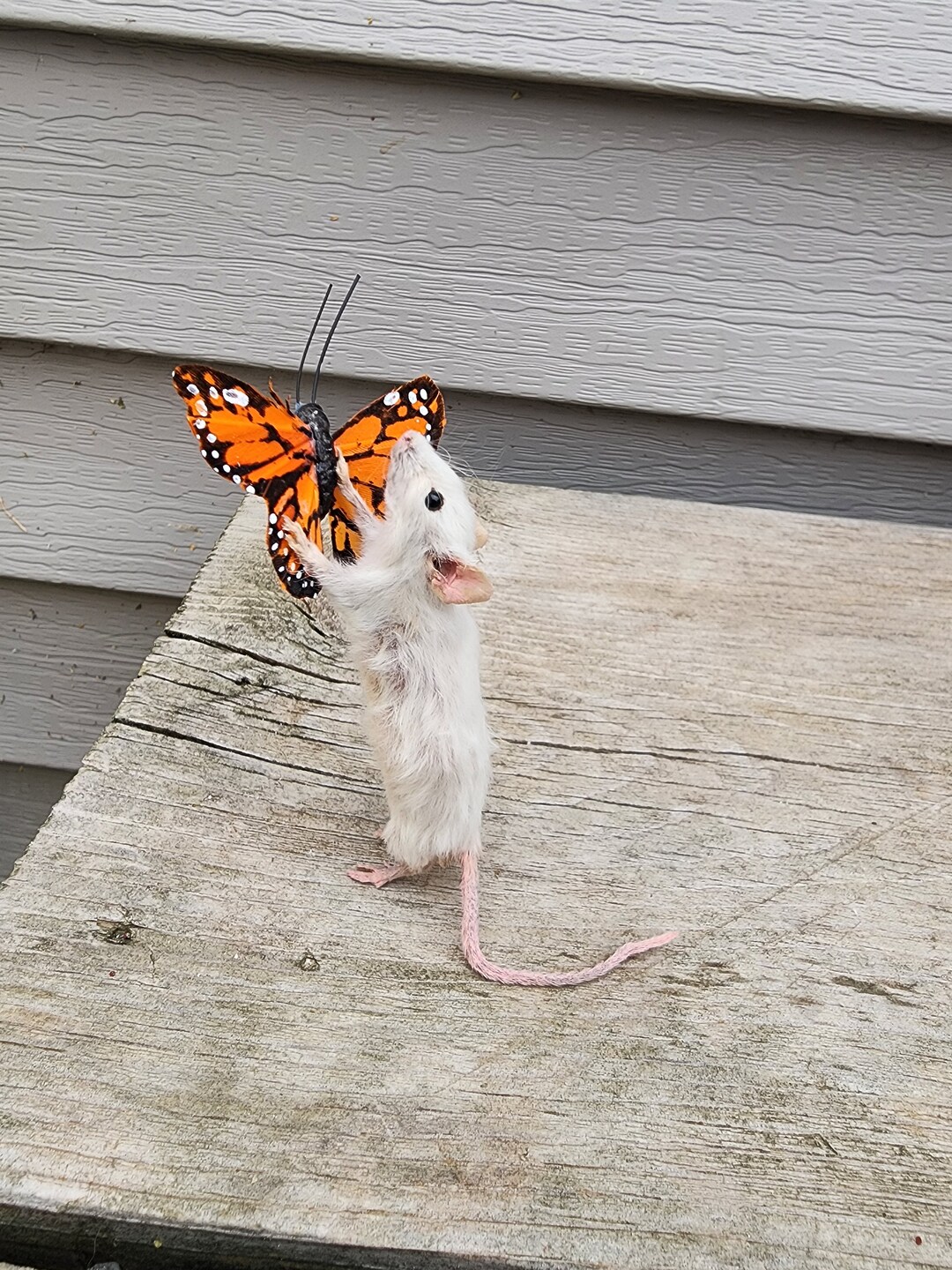 Mouse Mount Racoon Opossum Taxidermy Mount Obscure Oddities - Etsy