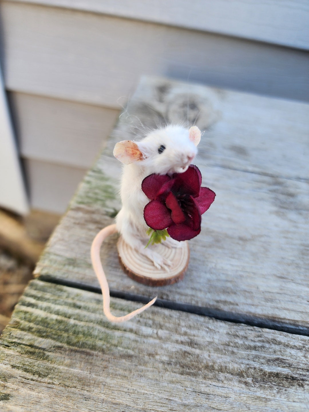 Mouse Mount Racoon Opossum Taxidermy Mount Obscure Oddities Chipmunk ...