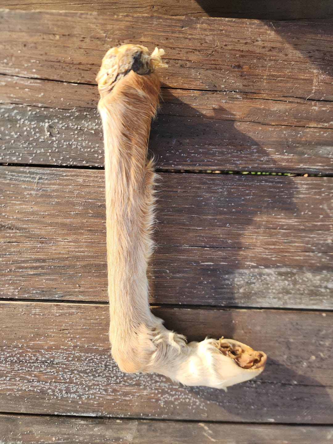 Baby Horse Leg Mummified Sheep Ram Goat Taxidermy Mount Oddities - Etsy