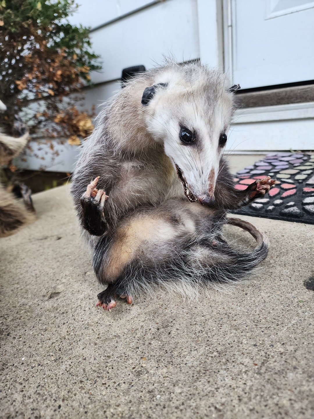 Taxidermy Possum Opossum Flipping the Bird Mount Novelty - Etsy