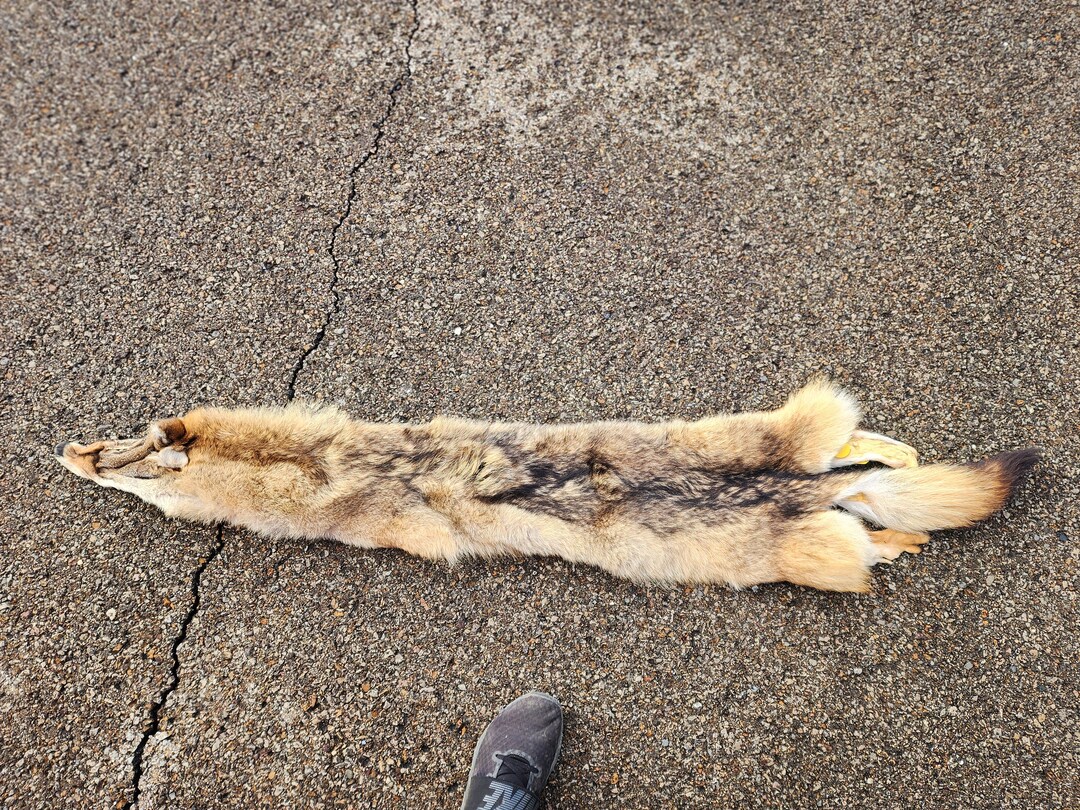 Coyote Wallhanger Pelt Taxidermy Mount - Etsy