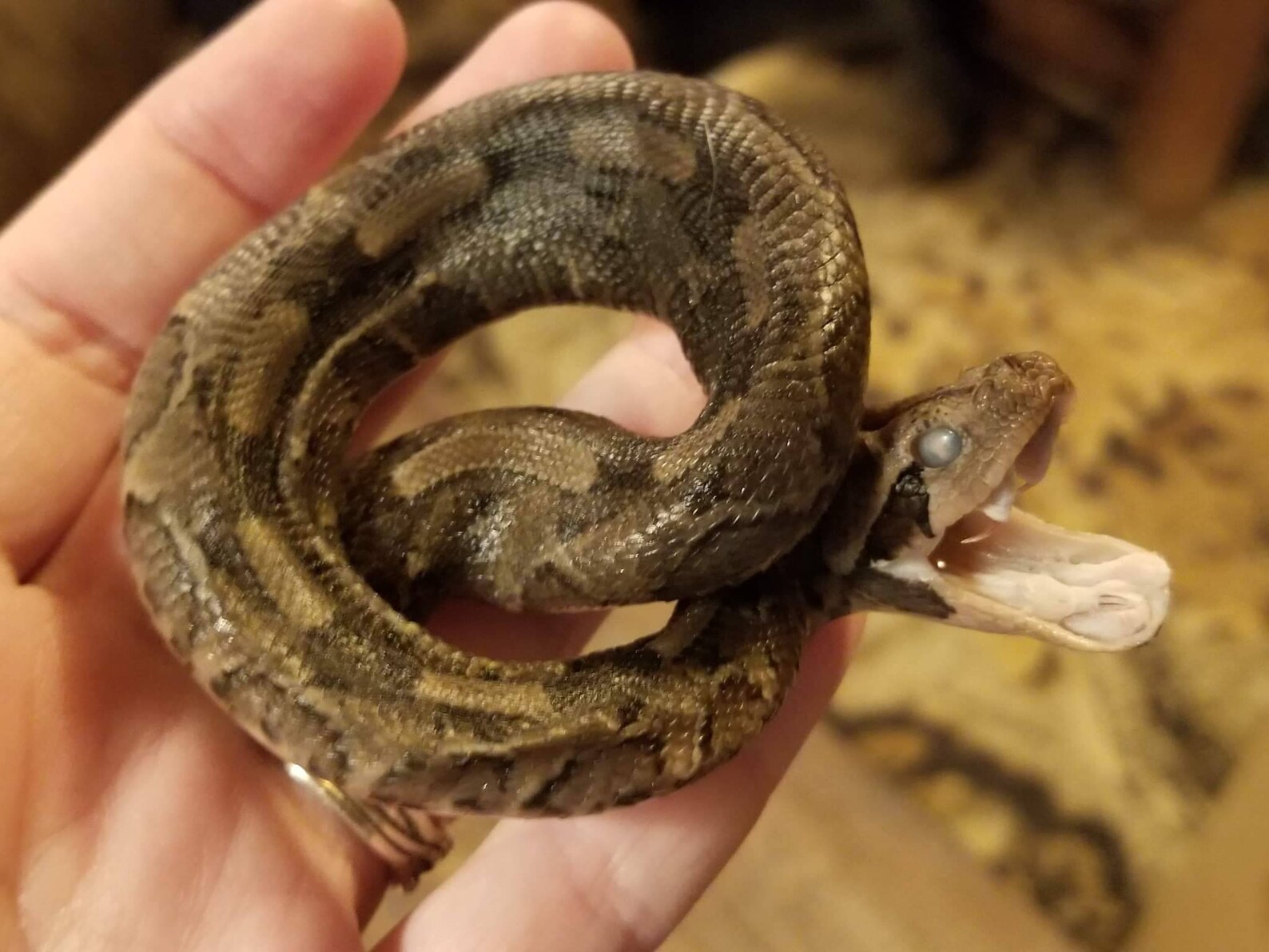 Wet Specimen Rare Gaboon Viper Venomous Snake Taxidermy Mount | Etsy