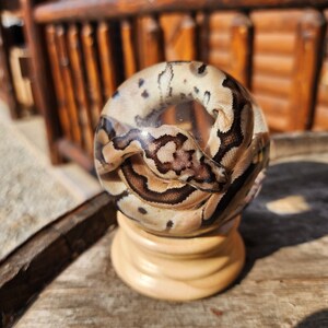 GLOBE Wet Specimen Morph Ball Python Taxidermy Mount Formalin Fixed ...