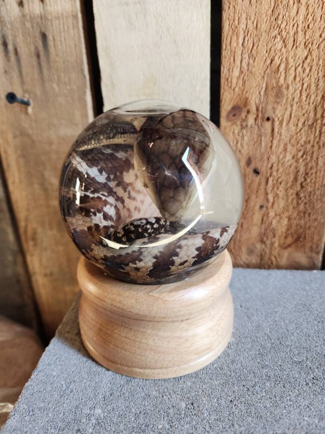 GLOBE Wet Specimen Beautiful Blue Tongue Skink Taxidermy Mount - Etsy