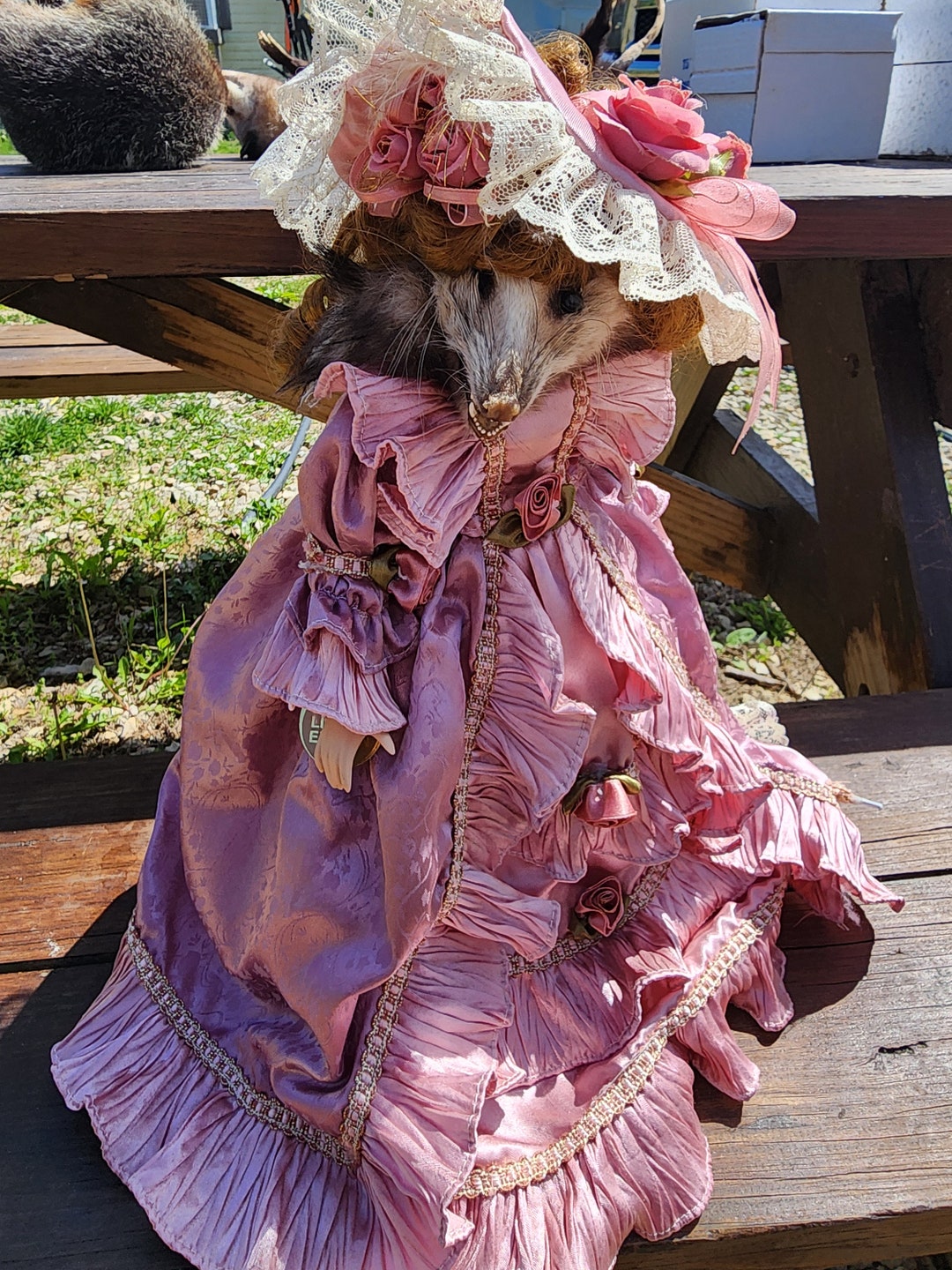 Beautiful Lady Possum Girl Taxidermy Mount Doll - Etsy