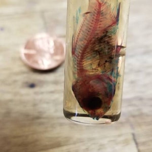 Wet Specimen Diaphonized Fish Taxidermy Antique Fixed in - Etsy