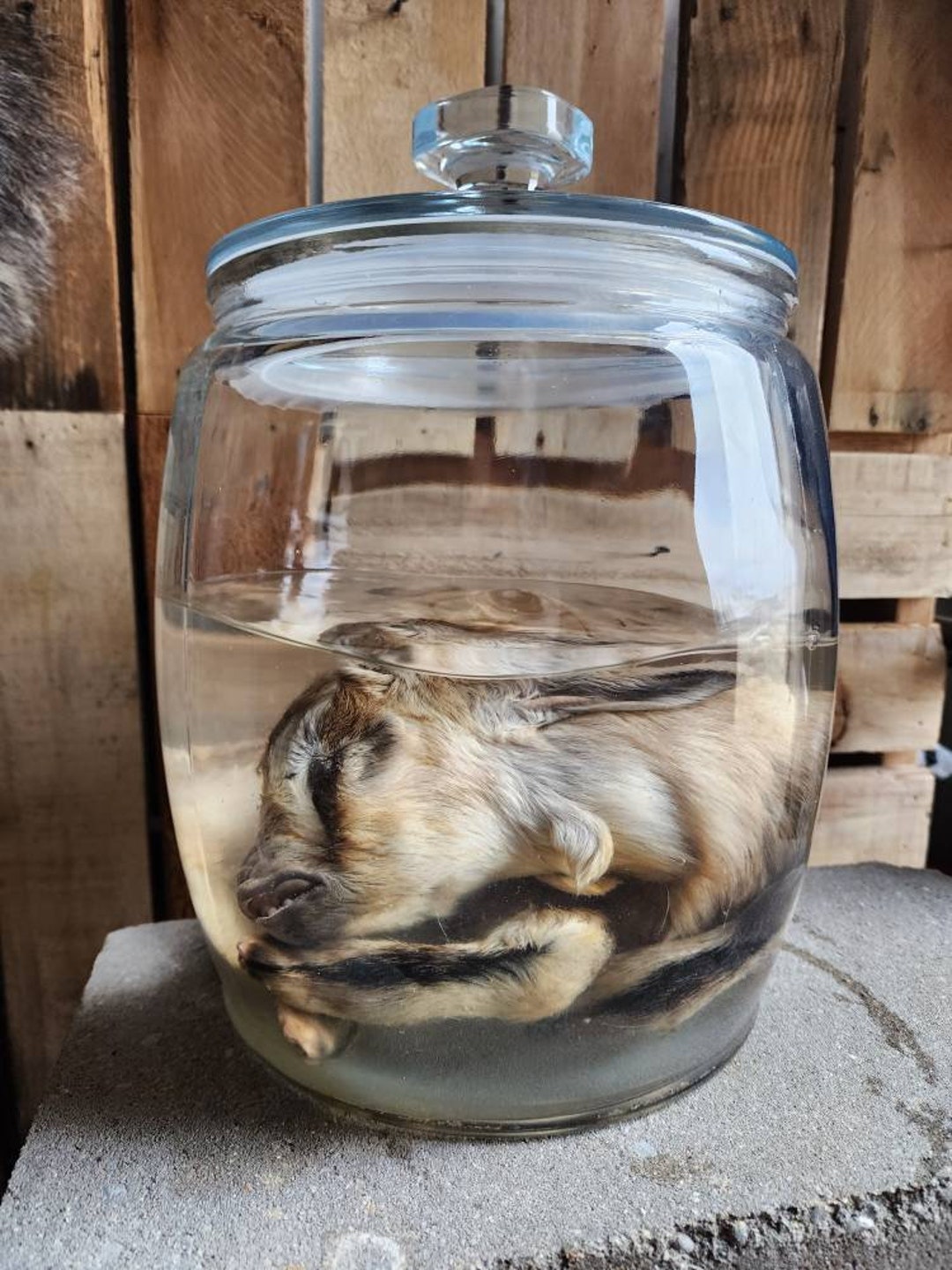 Baby Boar Goat Ram Sheep Head Mummified Freeze Dried Wet Specimen With ...