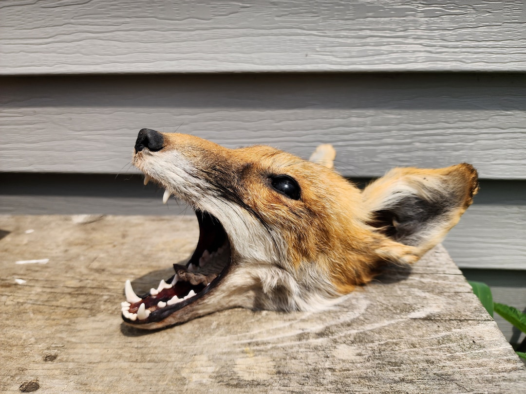 Red Fox Mummified Freeze Dried Wet Specimen With Jar Taxidermy - Etsy