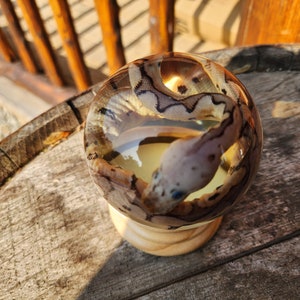 GLOBE Wet Specimen Morph Ball Python Taxidermy Mount Formalin Fixed ...