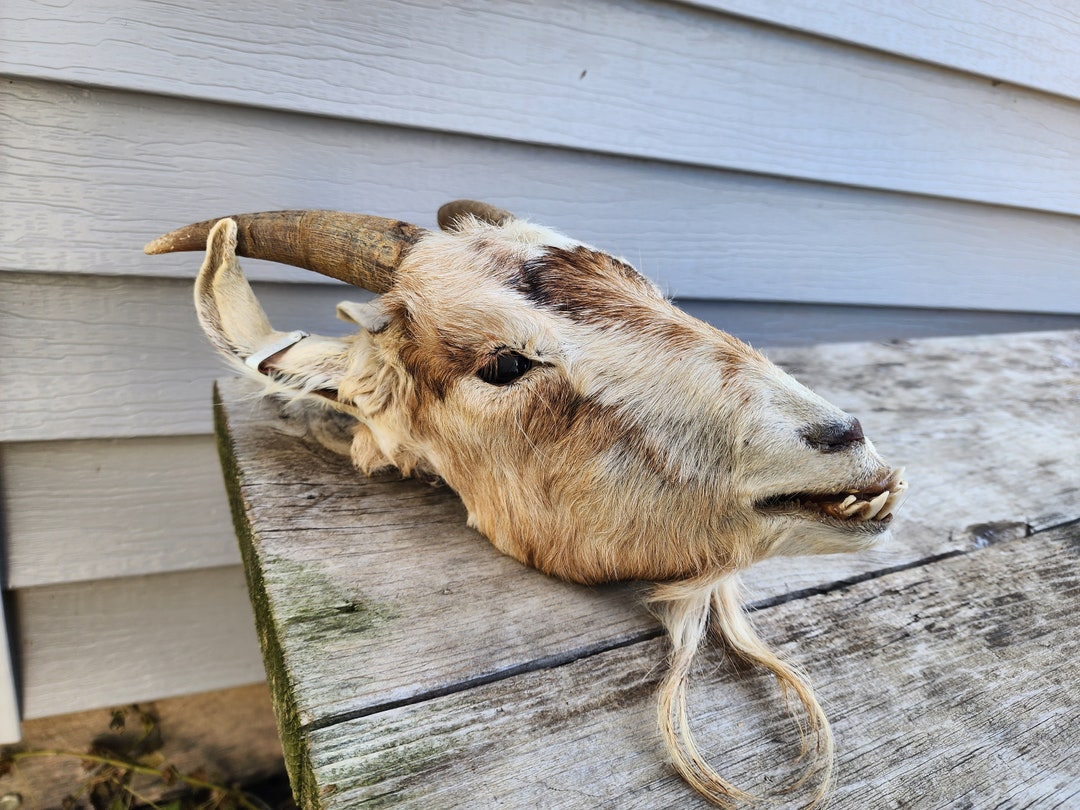Boar Goat Ram Sheep Head Mummified Freeze Dried Wet Specimen - Etsy